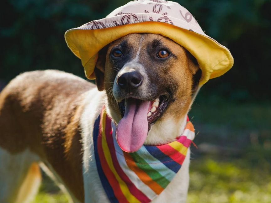 Собака в добрые руки