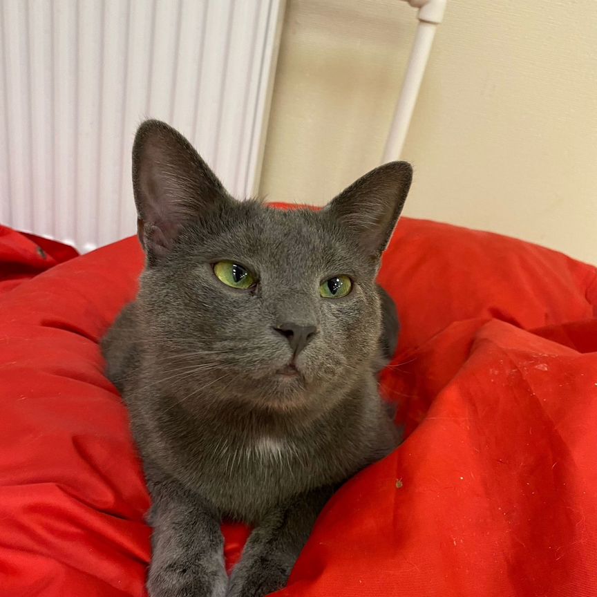 Молодой котик