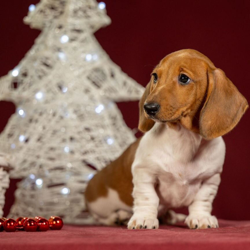 Карликовая такса, щенок