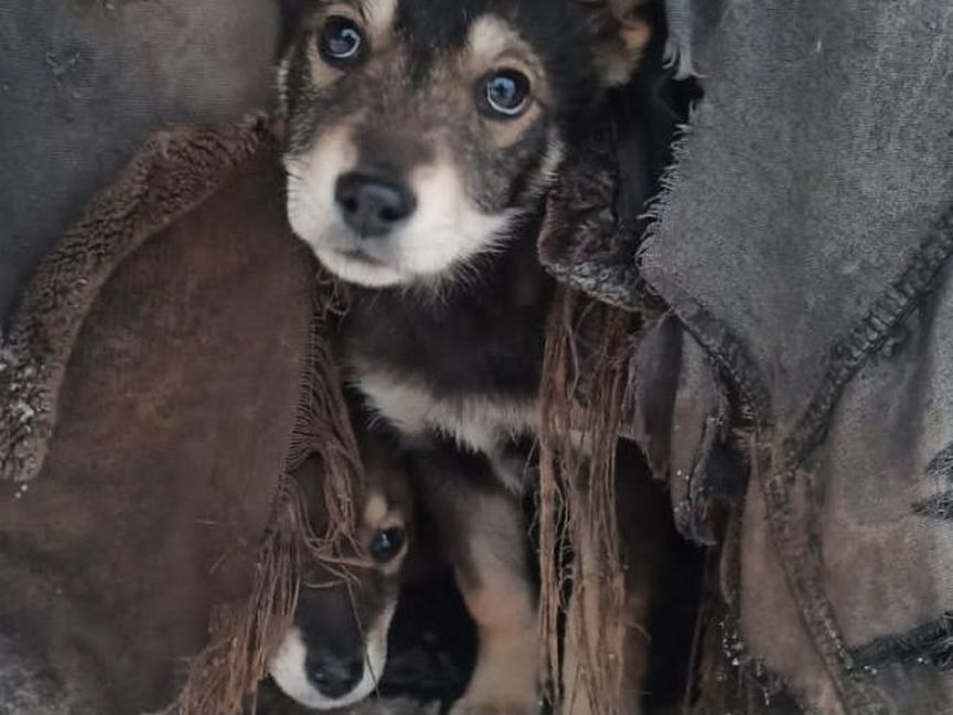 Щеночек мелкой породы мальчик