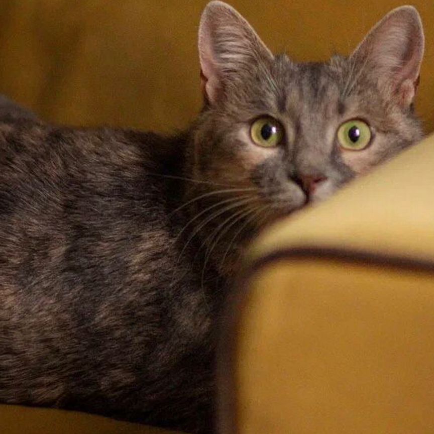 Взрослая, Девочка кошка в добрые руки