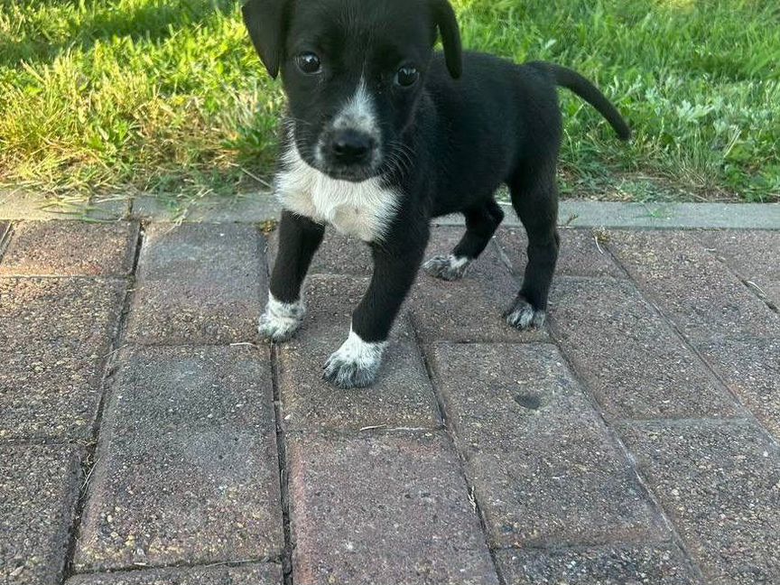 Щенок Элли - собака в добрые руки в дар