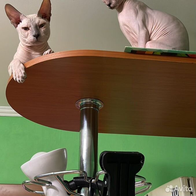 Донские сфинксы (пара, не стерилизованные)