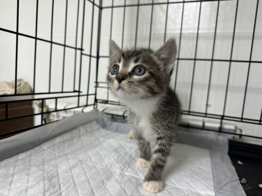 Милый котенок в добрые руки