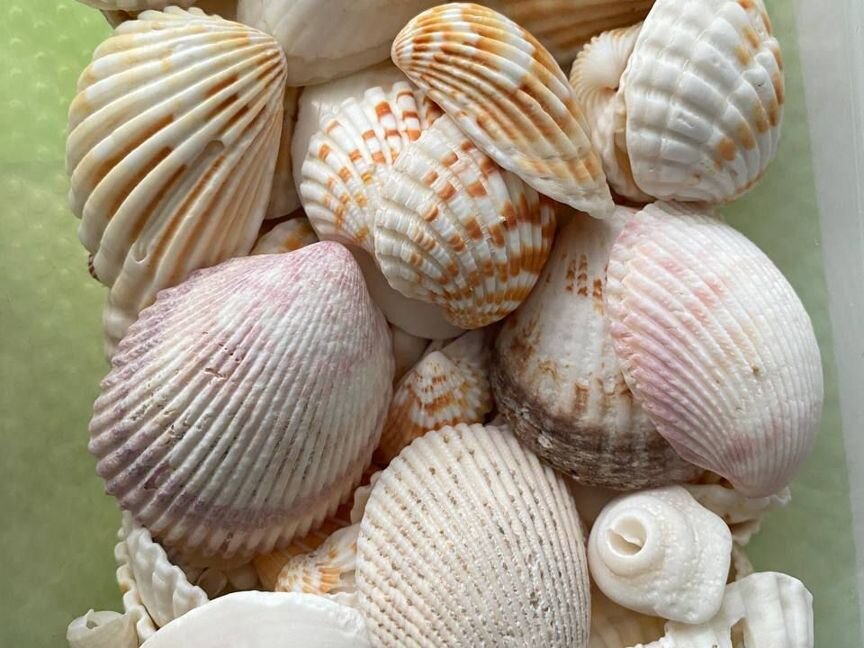 Ракушка настоящая заморская