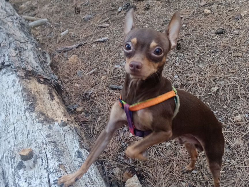 Той-терьер щенки