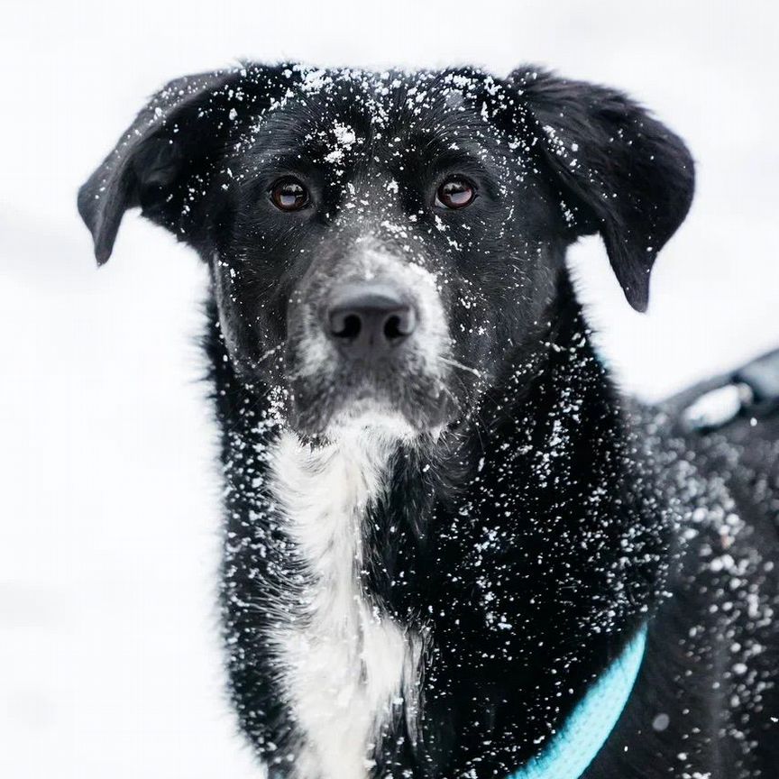 Щенок Лоя из приюта в добрые руки