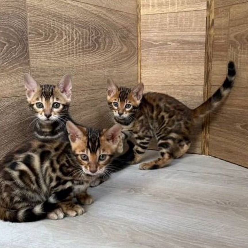 Бенгальские котята