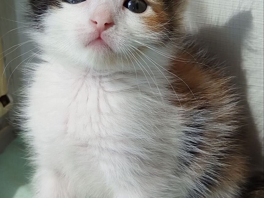 Котёнок Пчёлка Майя