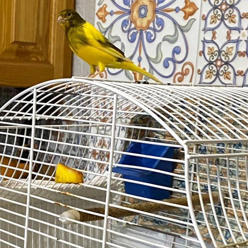 Канарейка самец