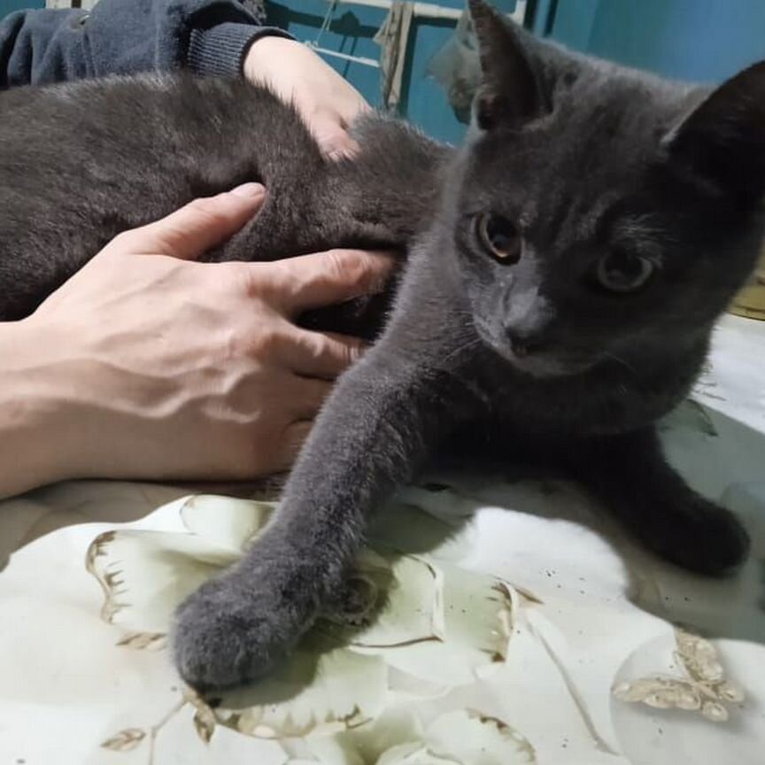 Котёнок в добрые руки