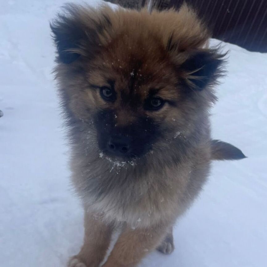 Щенки