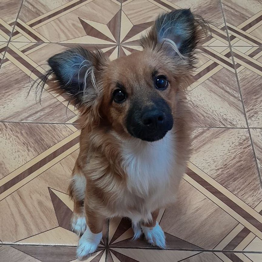 Собака, девочка, шесть месяцев