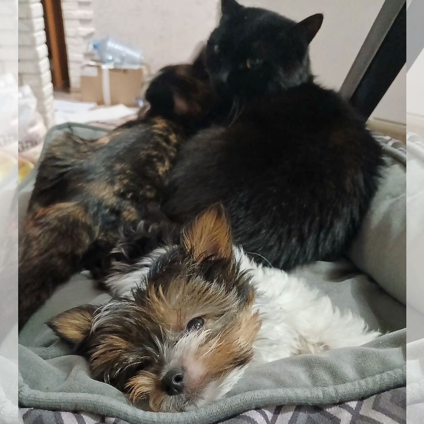 Бивер-йоркширский терьер, щенок