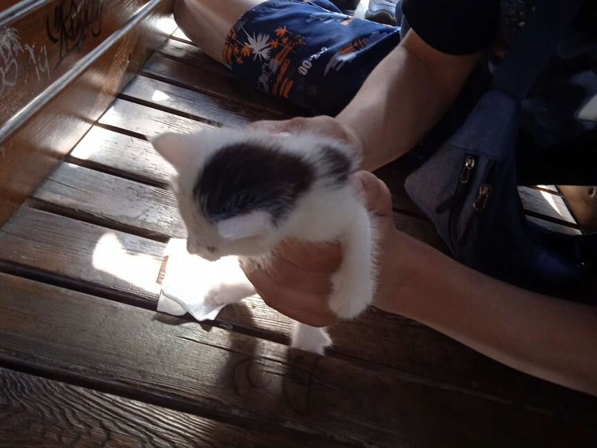 Котята - 1 месяц , а один котëнок сиамский