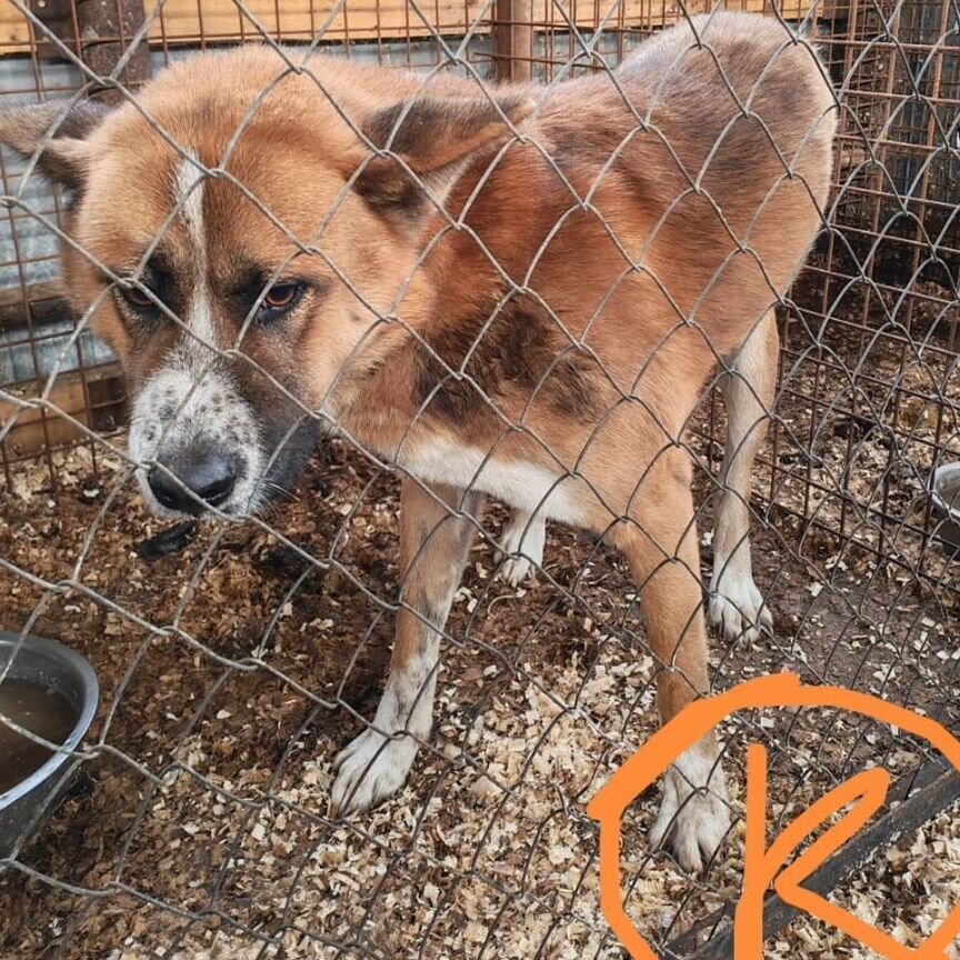 Взрослая собака в добрые руки