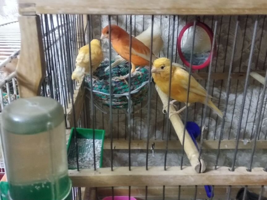 Молодой канарейки