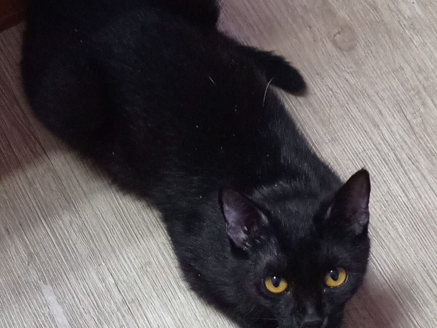Котики бесплатно