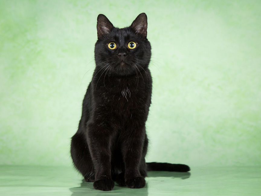 Удивительный котик Мэни ищет дом