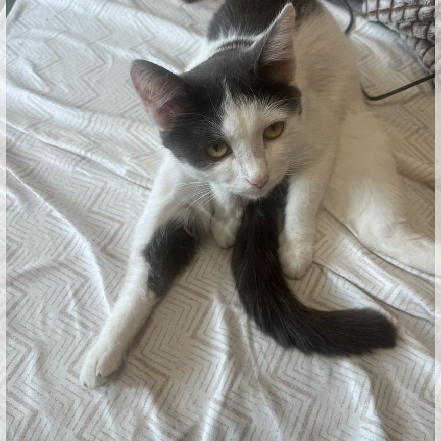 Котёнок в добрые руки