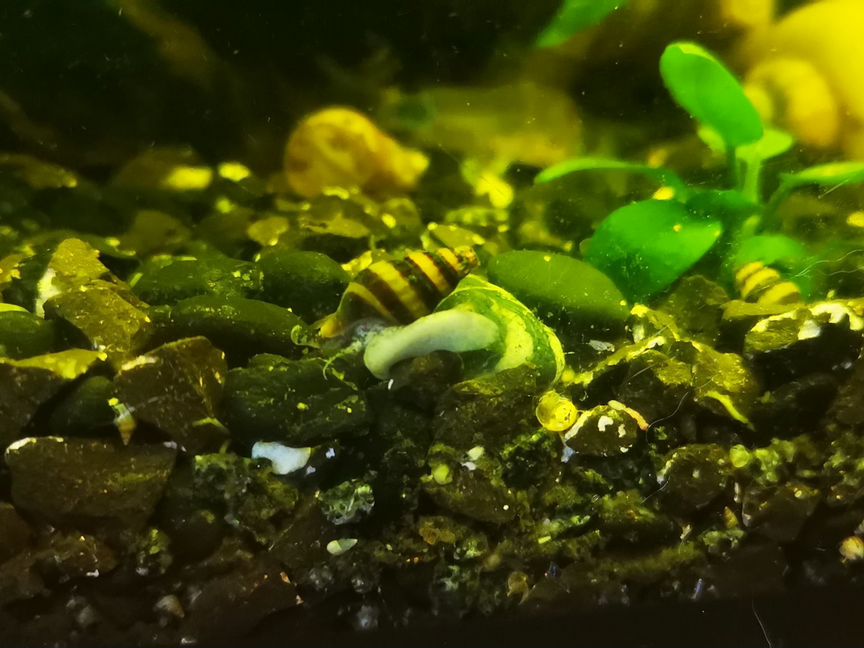 Улитка хелена