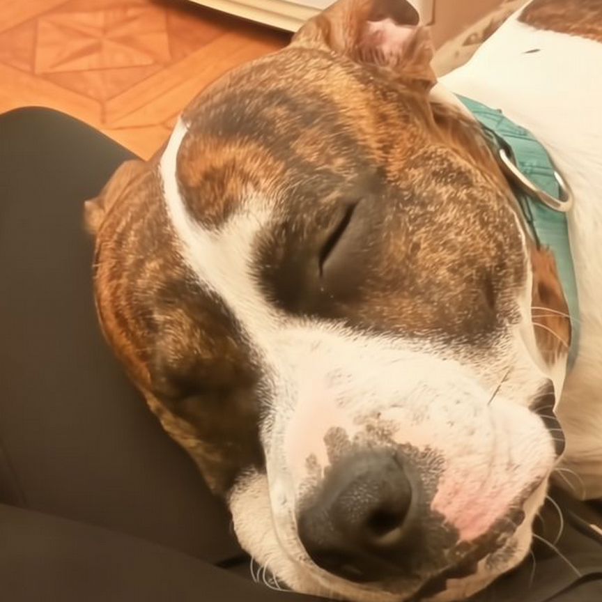 Американский стаффордширский терьер, щенок