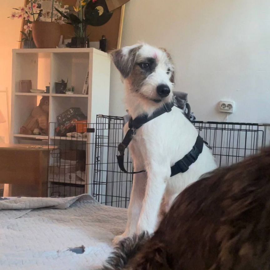 Чарли ищет дом