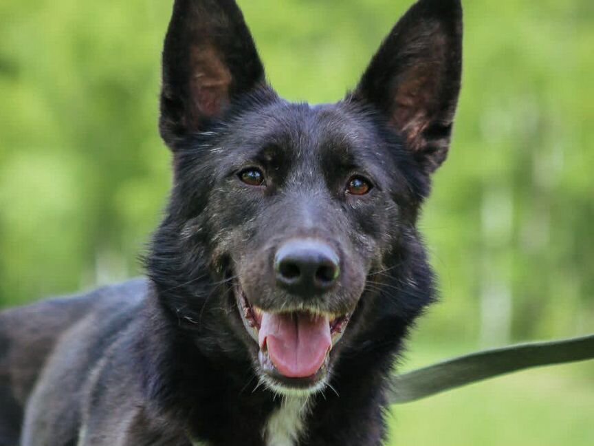 Собака в добрые руки Браин