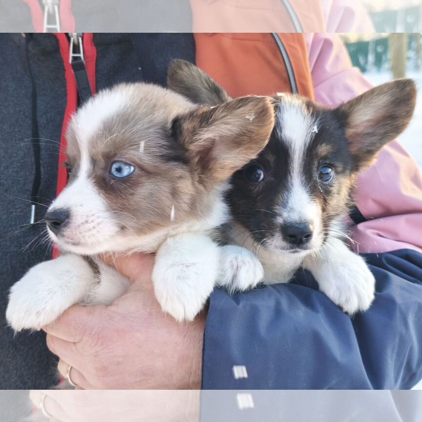 Вельш Корги Кардиган, щенок