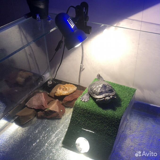 Черепаха мальчик