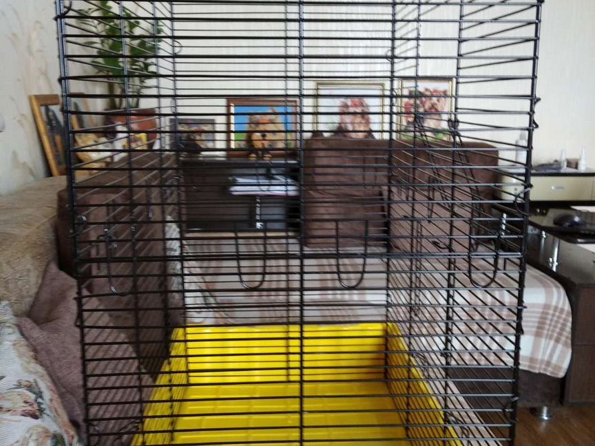 Клетка и какарики пара