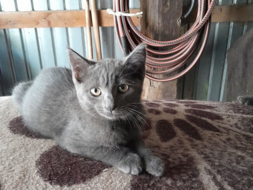 Домашние животные котята