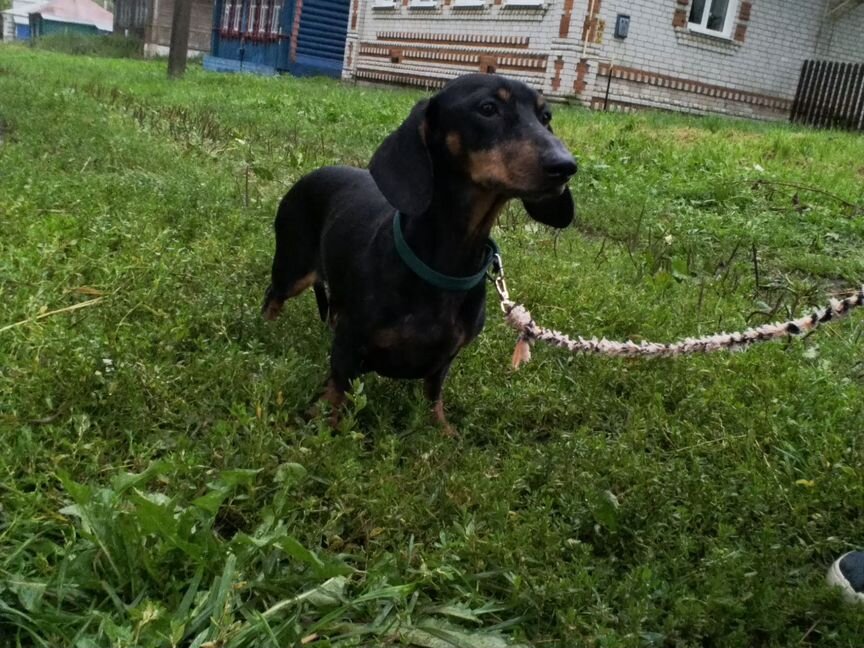 Собака в добрые руки честокровная такса