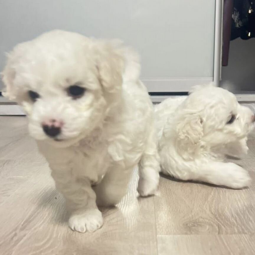 Бишон фризе, щенок