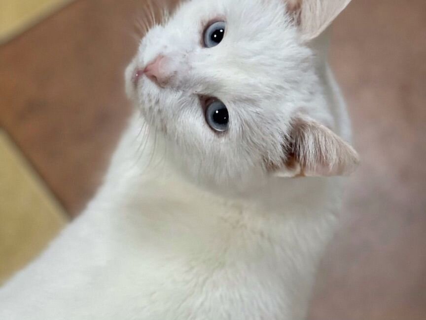 Кошка