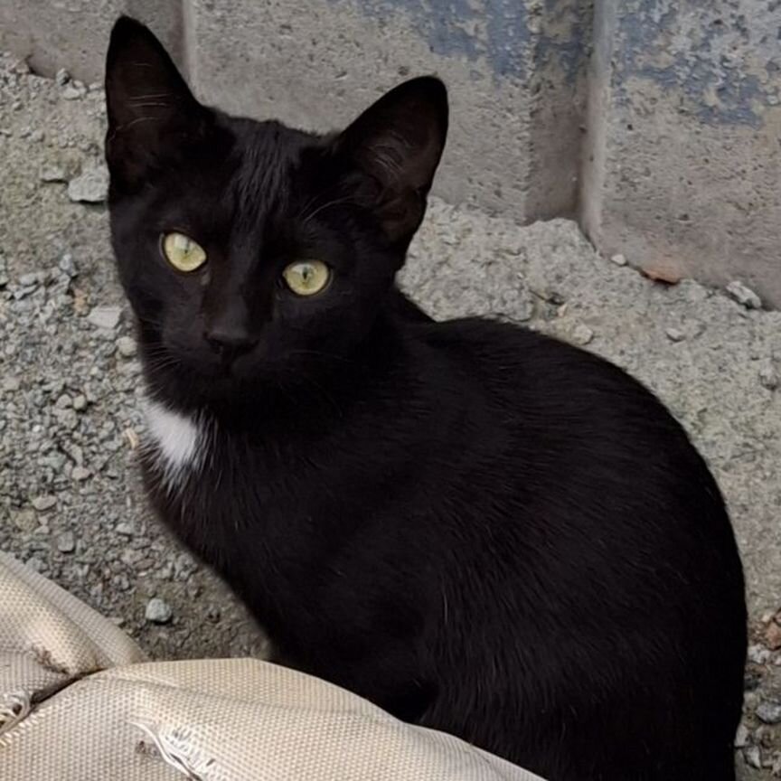 Котята в добрые руки бесплатно