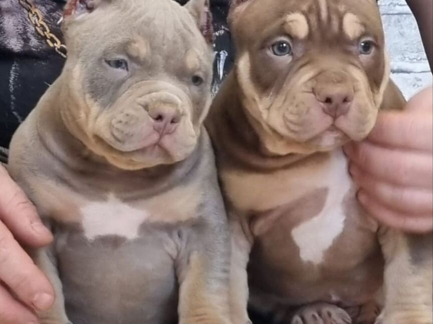 Американский булли покет и стандарт