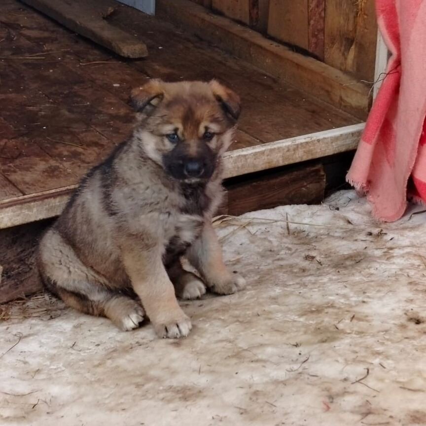 Отдам щенка овчарки