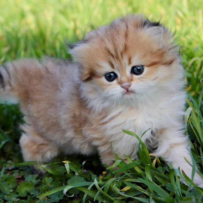 Шотландская золотая девочка ny 11