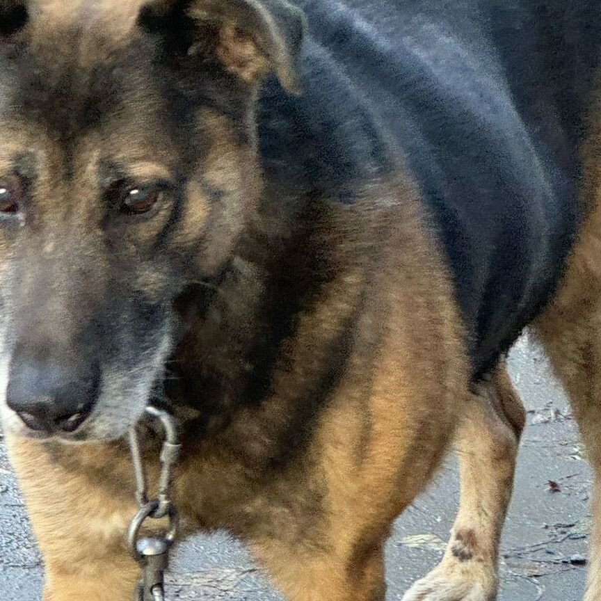 Кобель овчаристого типа