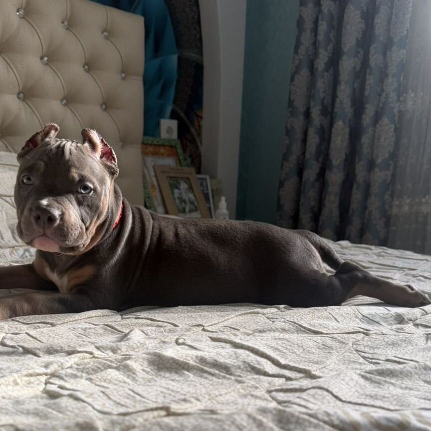 Американский булли, щенок