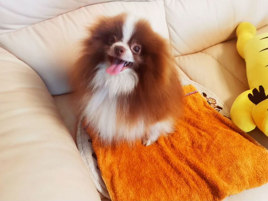 Померанский шпиц мини, два очаровательных мальчика