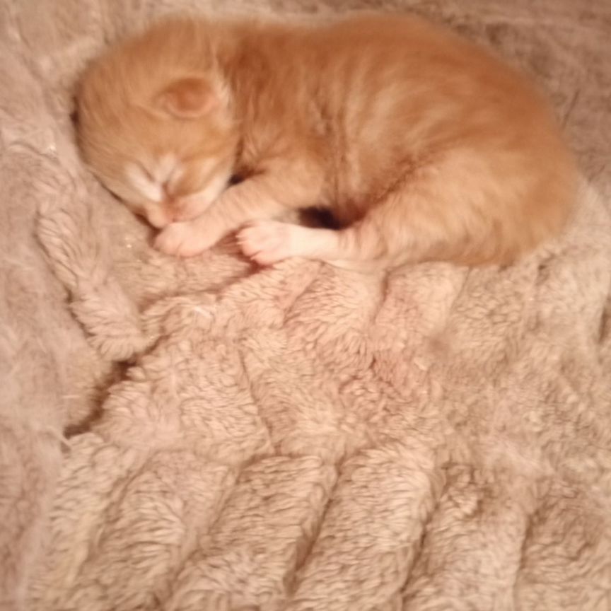 Котенок