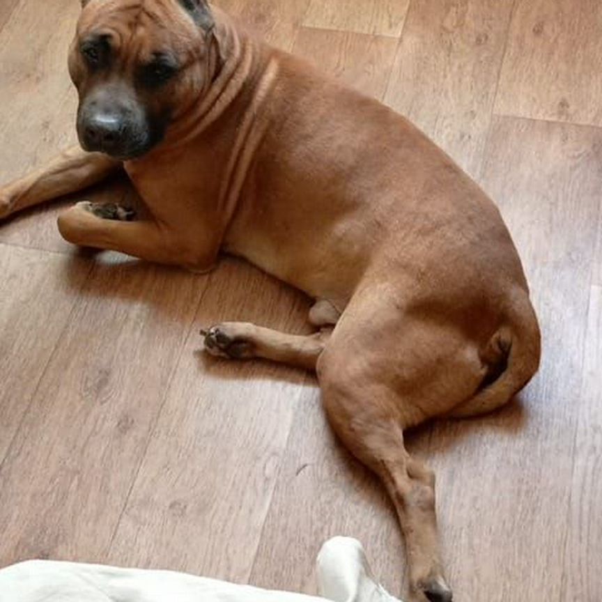 Американский стаффордширский терьер, взрослый пёс