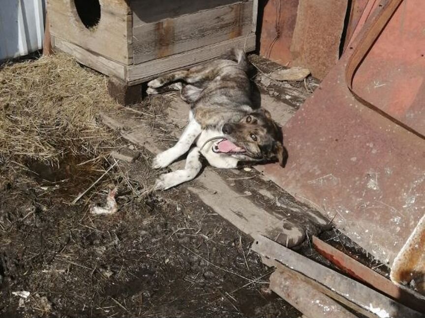 Молодая собачка в частный дом