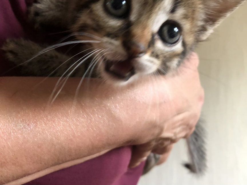 Кошечка в дар