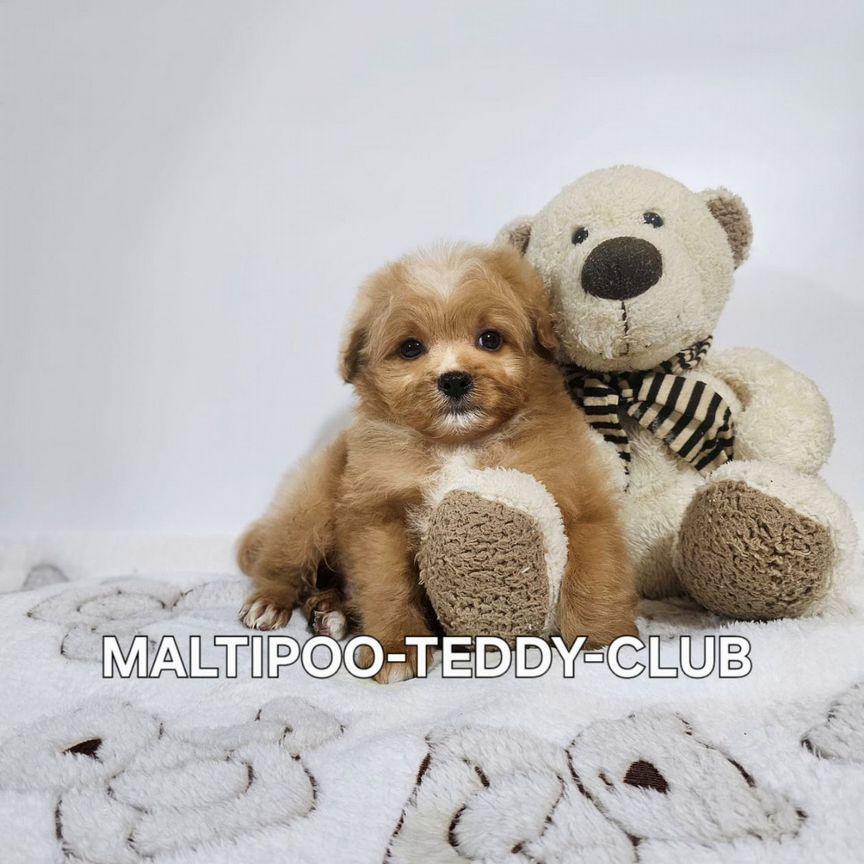 Maltipoo F1 красивый,яркий малыш