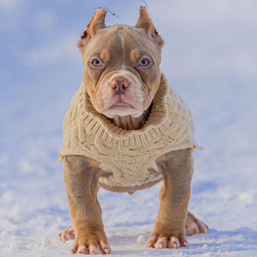 Американский булли, щенок