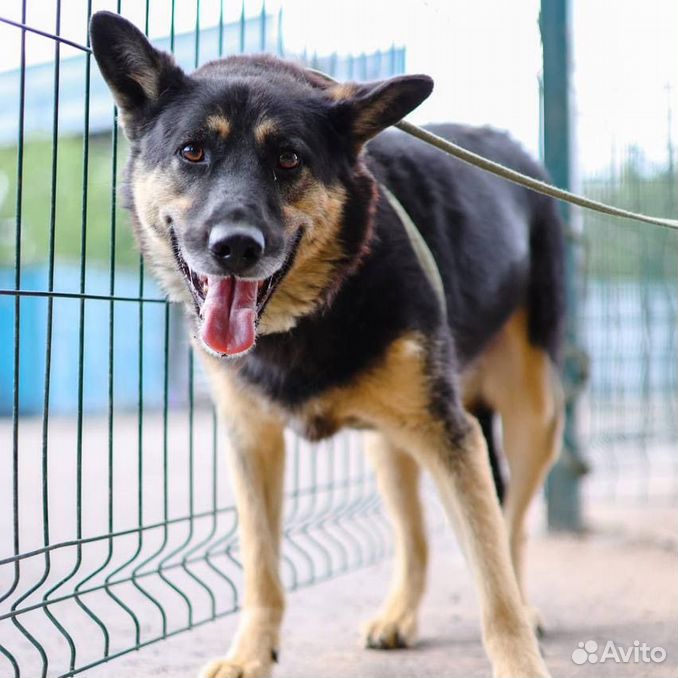 Собака Ричард в поисках дома