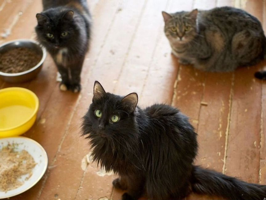 Очень много кошек ищут дом